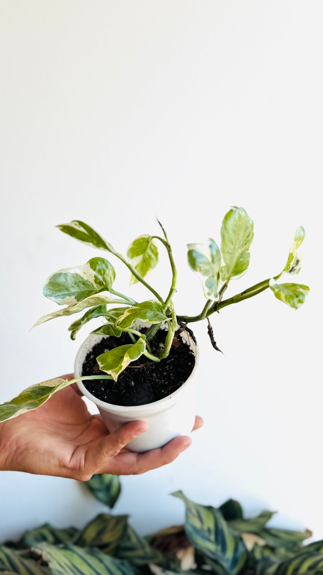 Epripmnum pearl and jade – Mercado Jungla